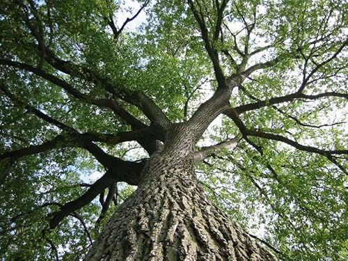 25 Seeds White American Elm Tree Ulmus Americana Red Flower edlcy ...