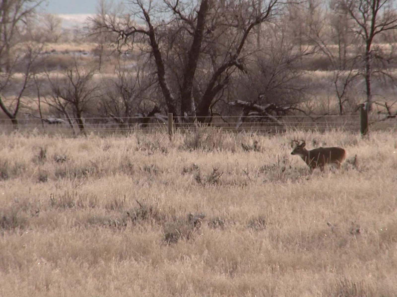 Watch Whitetail SLAM - Season 5 | Prime Video