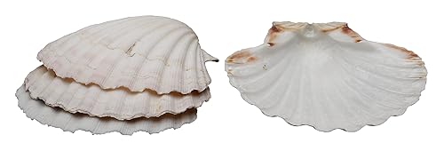 Scallop Shells (6 x Extra Large 10-13cm sized Scallops Shell): Amazon ...