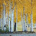 Amazon.com : Quaking Aspen Trees Bare Root Tree, 24 to 36 Inches Tall ...