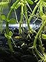 Amazon.com : Finnex External Refugium Breeder Hang-On Box, Water Pump ...