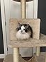 Amazon.com : Amazon Basics Extra Large Cat Tree Tower with Condo - 24 x 56 x 19 Inches, Beige ...