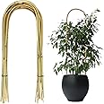 Amazon.com : 20 Pack Bamboo Trellis U-Hoop for Potted Plants - 16 Inch ...