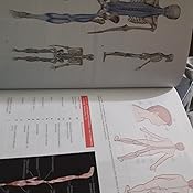 Trilhos anatômicos: Meridianos miofasciais para terapeutas manuais e do ...