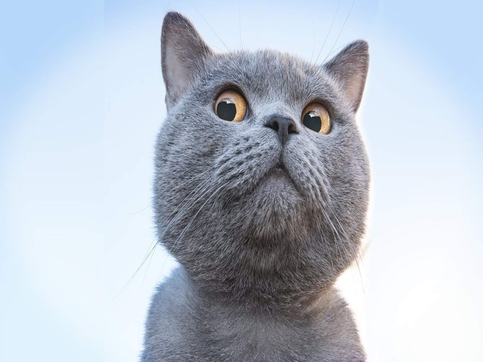 Watch Aaron's Animals | Prime Video