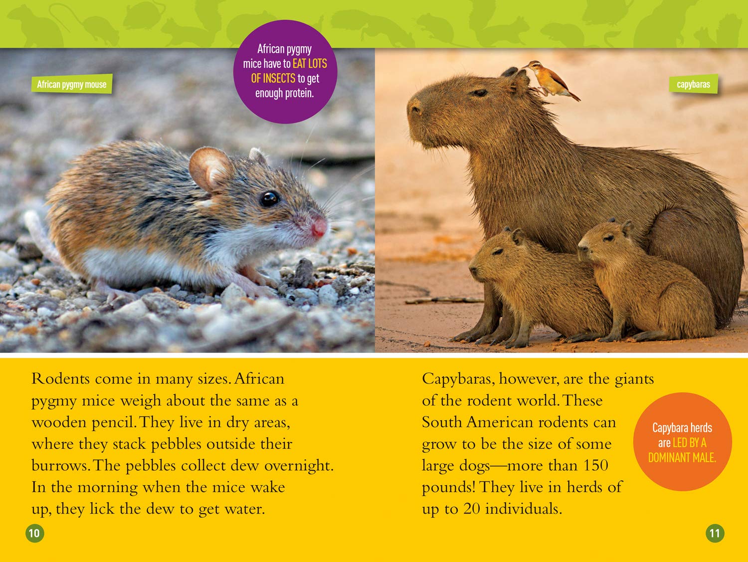 Mua National Geographic Readers: Squeak! (L3): 100 Fun Facts About ...