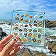 Amazon.com - 1 Pcs Acrylic Magnetic Seashell Display Box, 36 Grids ...