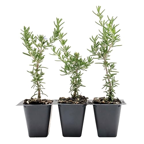 3 Creeping Rosemary in 2.5” Nursery Cubes (Rosmarinus officinalis ...