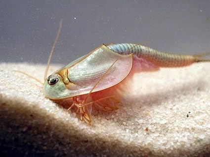 GUIDE TRIOPS: come allevare e riprodurre con successo i Triops ...