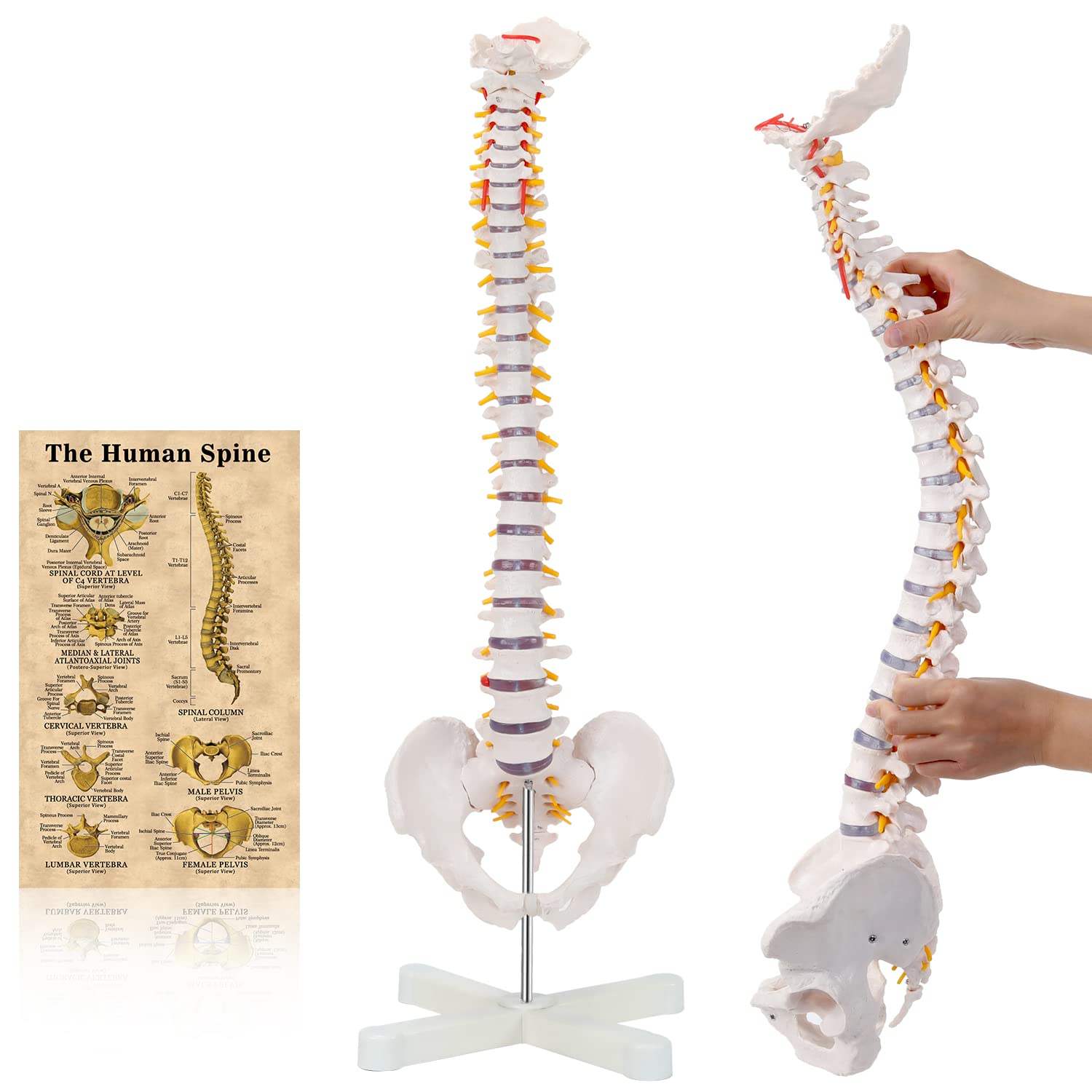 Mua RONTEN Spine Model, 31" Life Size Spinal Cord Model with Vertebrae ...