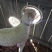 Amazon.com : 2-Pack Pet Love Fence Bubble Window for Pets and Dogs Peek ...