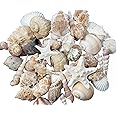 Amazon.com: Medium Sized Shells in a Delightful Mix of Whites, Tans and ...
