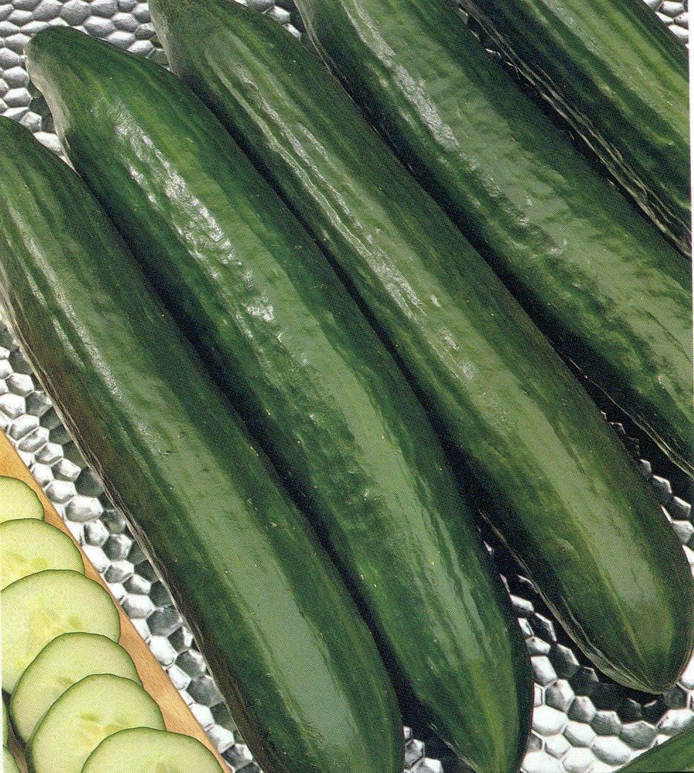 Cucumber Seeds F1 Burpless Tasty Green - British Seed - Grow Your own ...
