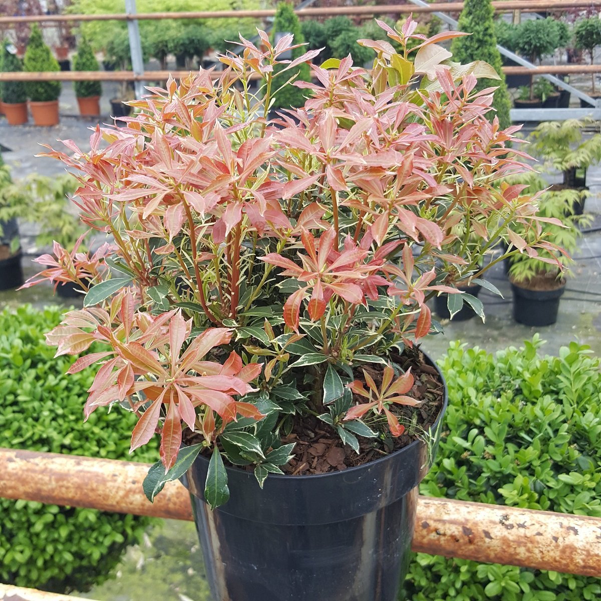 Pieris Japonica Carnaval established 3.5 litre plants: Amazon.co.uk ...