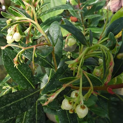Arbutus unedo 'Atlantic' Strawberry Tree Evergreen Compact Shrub | 9cm ...