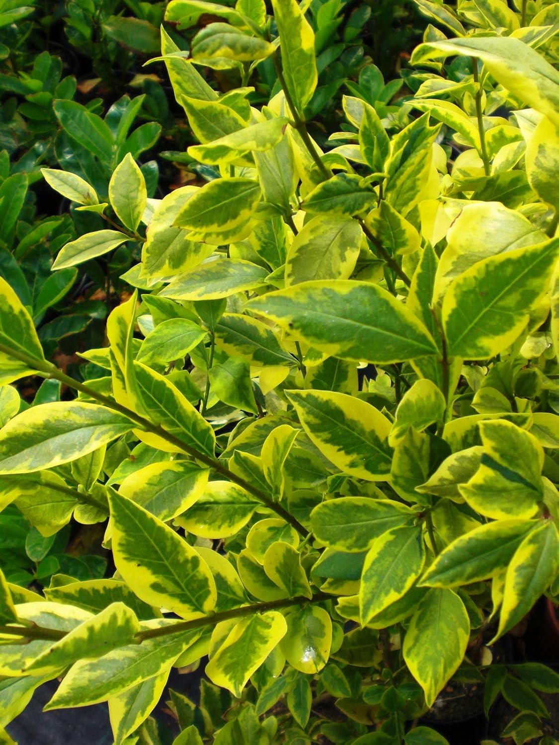 Hedges & Shrubs Ligustrum ovalifolium Aureum Golden Privet Bush in 9cm ...