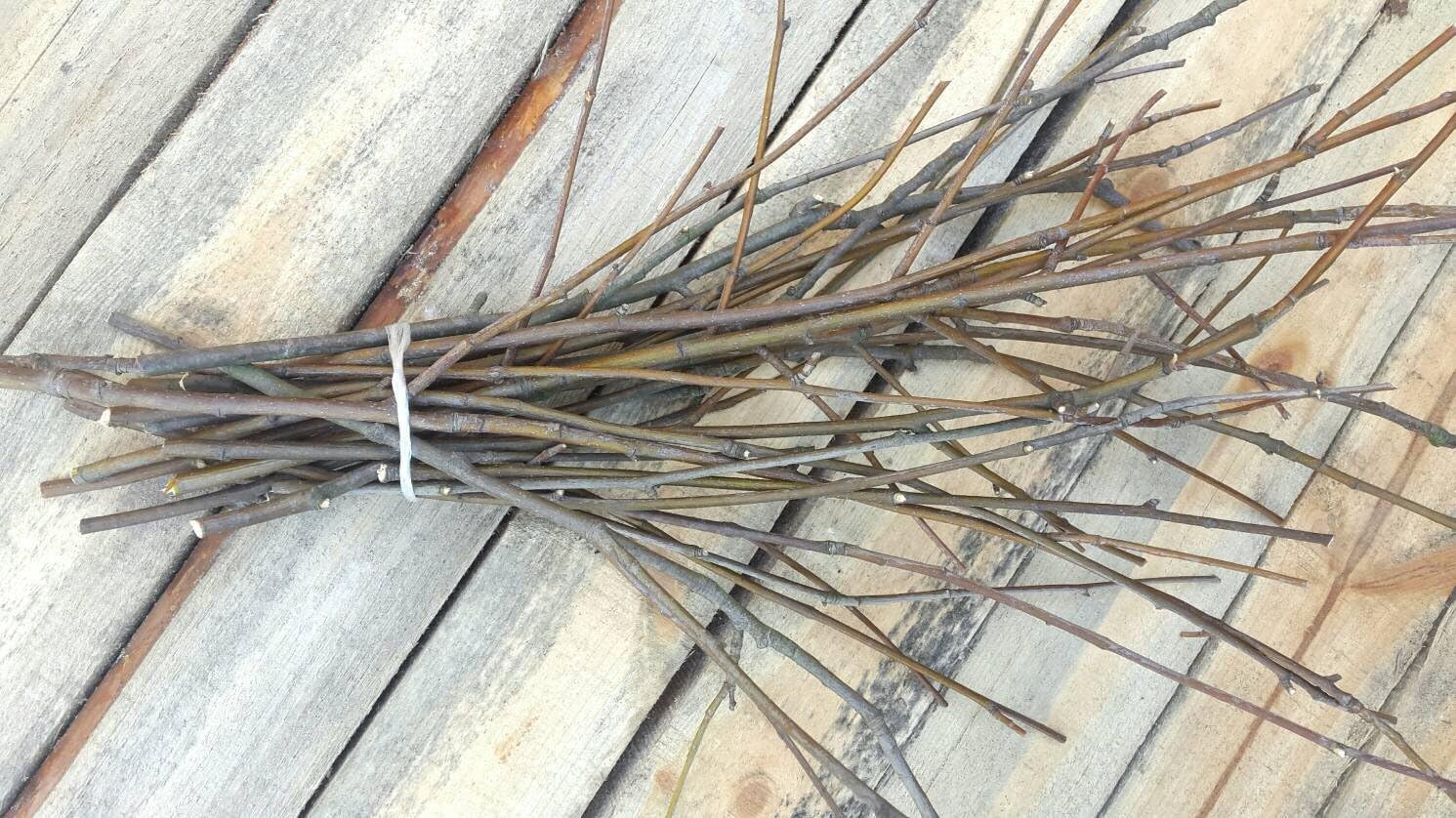 Amazon.com: 25 Rowan Wood Twigs. Rowan Sticks. Decorative Rowan ...