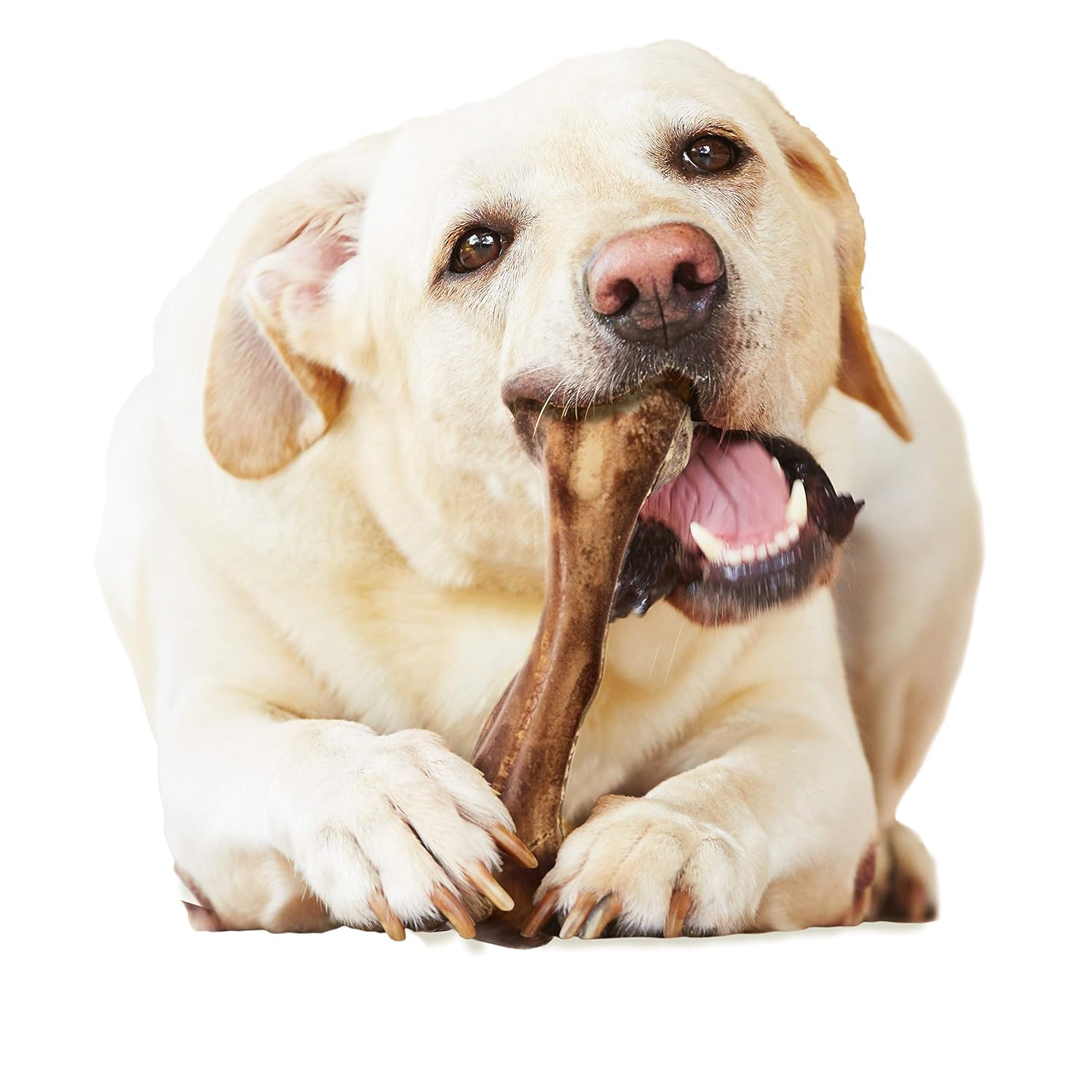 The Best Dog Bones - Dogtime