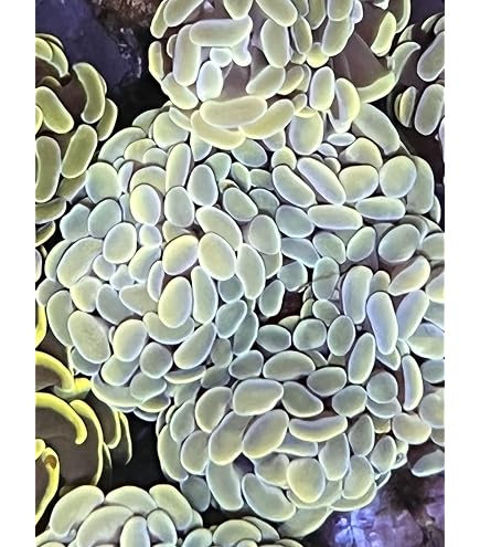 Rare Reef CoralSLover Coral Frag - Pacman Zoanthids (1 Live Saltwater