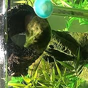 Zoo Med Floating Betta Log: Amazon.ca: Pet Supplies