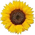 Amazon.com - Beautiful Full Color Yellow Sunflower Sticker USA Made ...