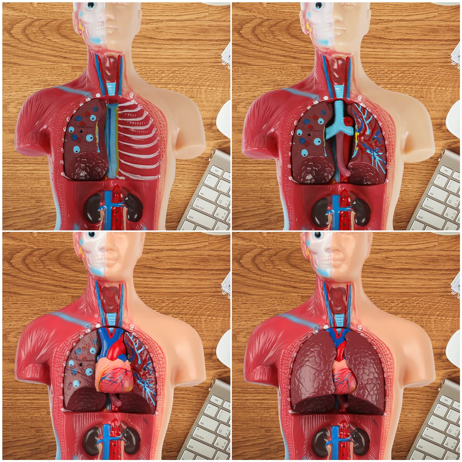 Mua 2025 Human Body Model for Kids 14 Pcs Removable 11 inch Human Torso ...