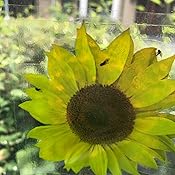 Pest-Stop PSWFS Window Fly Stickers - 4 Pack: Amazon.co.uk: Garden ...