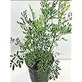Amazon.com : Botanica las Americas, Ruda/Rue Full Plant with Root ...