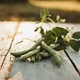 Amazon.com : Mountaineer White Half-Runner Bean - 50 Seeds - Rare ...