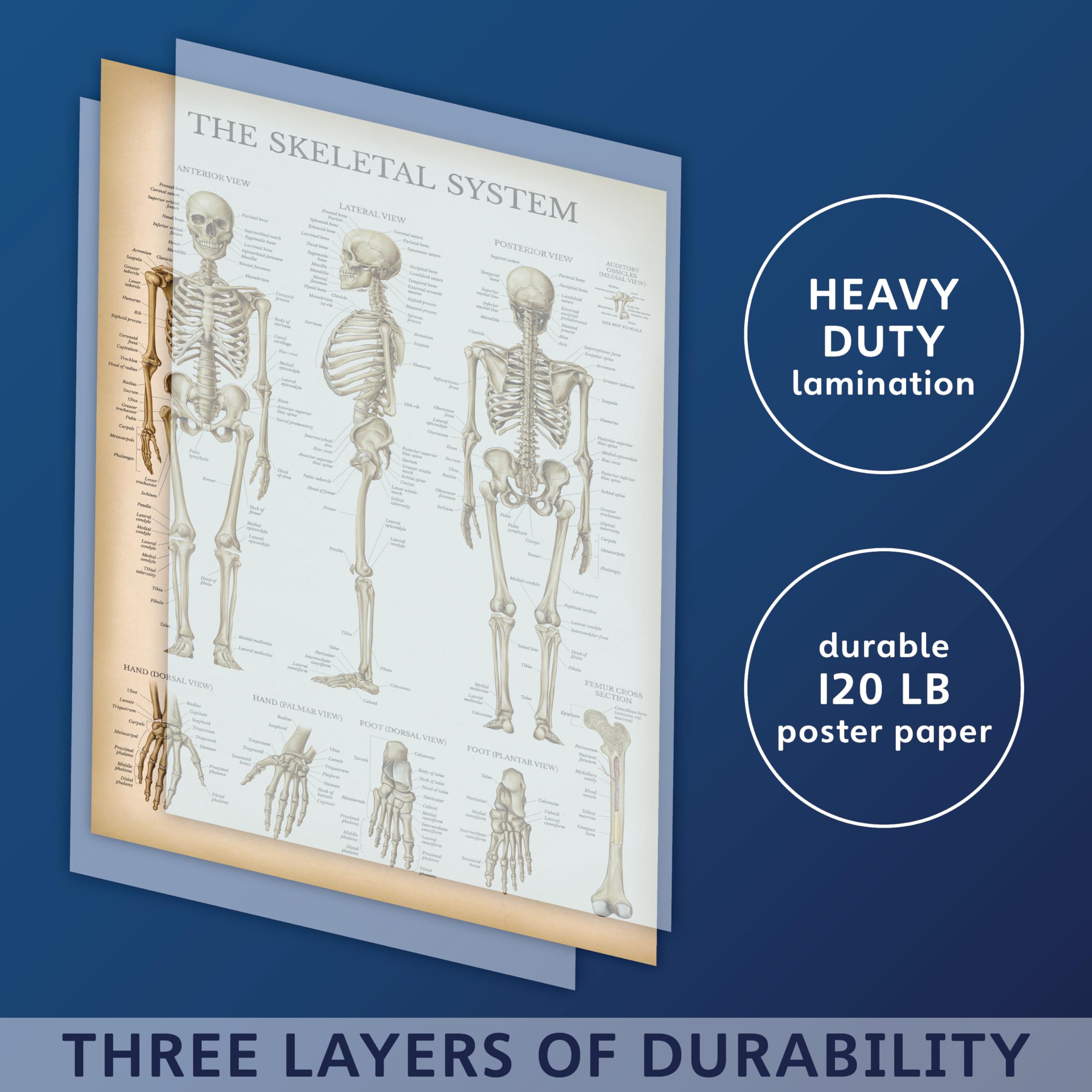 Mua Palace Learning Vintage Skeletal System Anatomical Chart - Human Skeleton Anatomy Poster ...