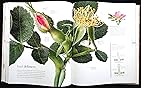The Science of Plants: Inside Their Secret World: DK: 9780744048438 ...