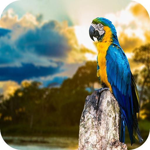 Parrot 4K Wallpaper:Amazon.ca:Appstore for Android