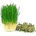 Amazon.com : Wheatgrass Seeds; Hard Red Winter Wheat, Non-GMO, Chemical ...