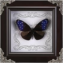 Real Butterfly Displays Framed Real Tiger & Orange Butterfly Display