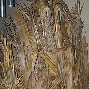 Dried Corn Stalk Bundle - 12 Per Bundle - Corn Shucks - WE DO NOT SHIP TO CALIFORNIA: Amazon.com ...