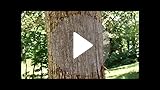 Amazon.com: Seeing Trees: Discover the Extraordinary Secrets of ...