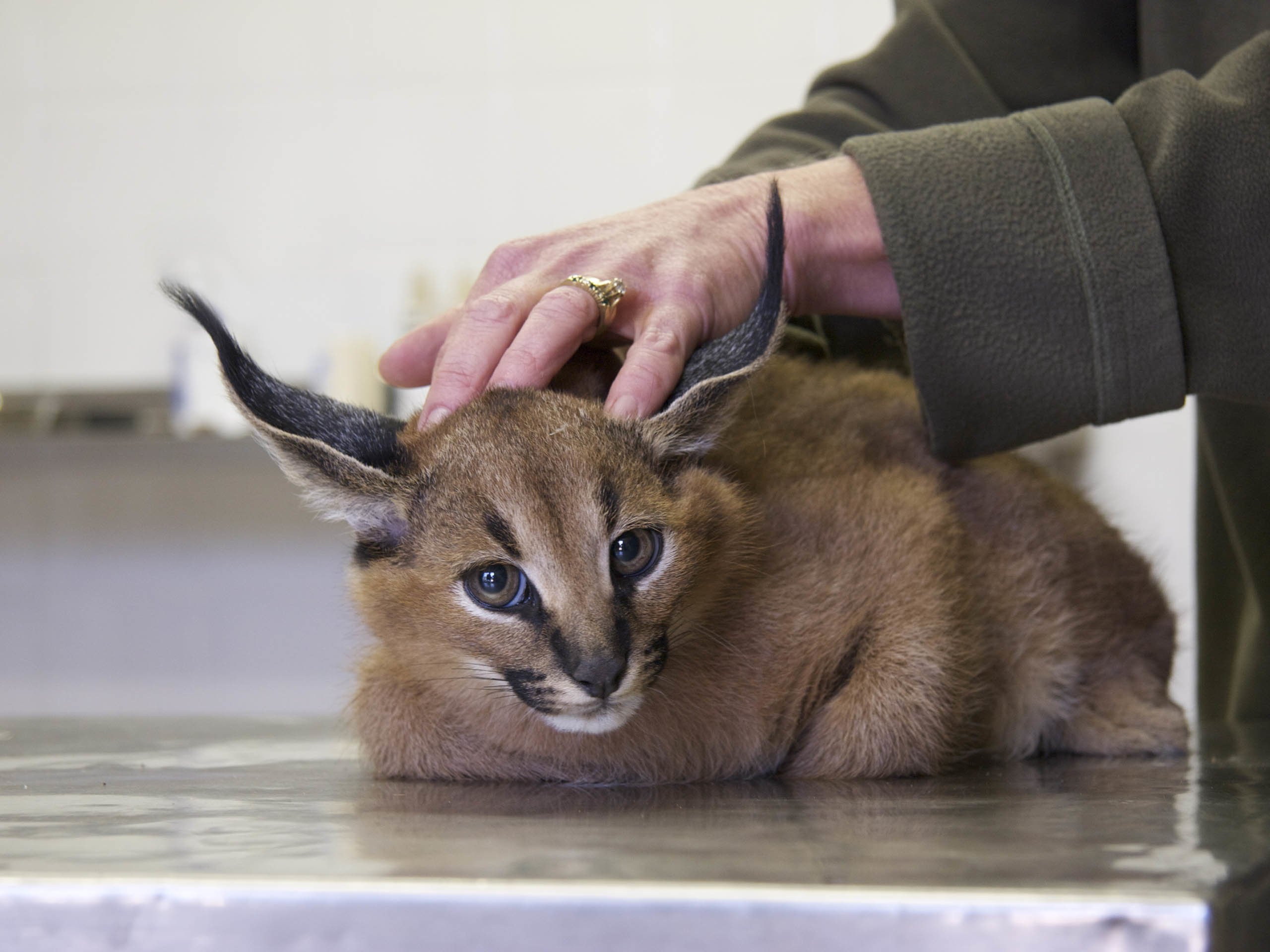 Watch Shamwari: A Wild Life - Season 1 | Prime Video