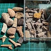 Fossil, Rock and Gemstone Box Collection. Set of 3 Boxes: Amazon.co.uk ...
