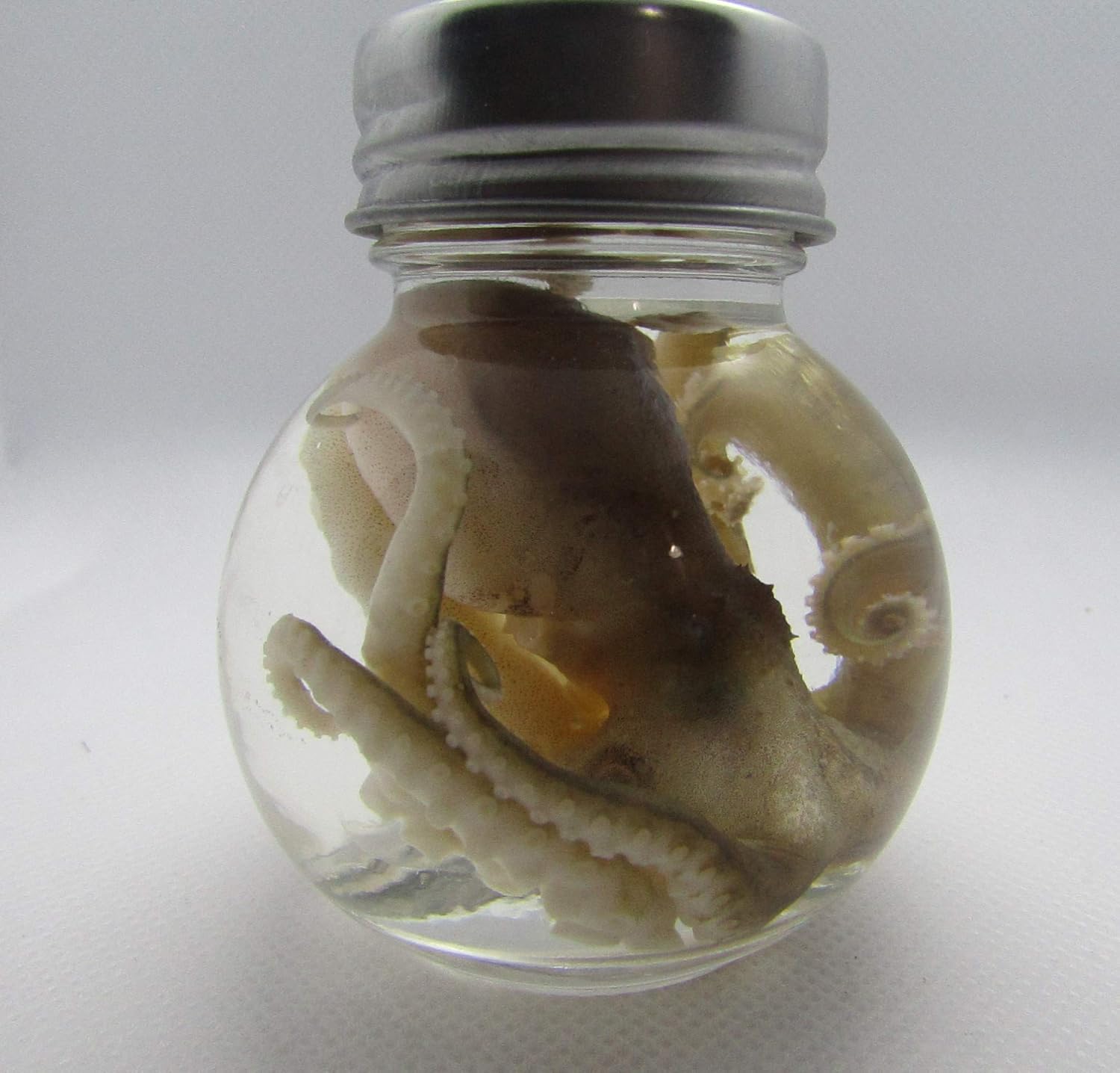 Industrial Octopus Wet Specimen in Glass Globe by ANATOMIKA Science ...
