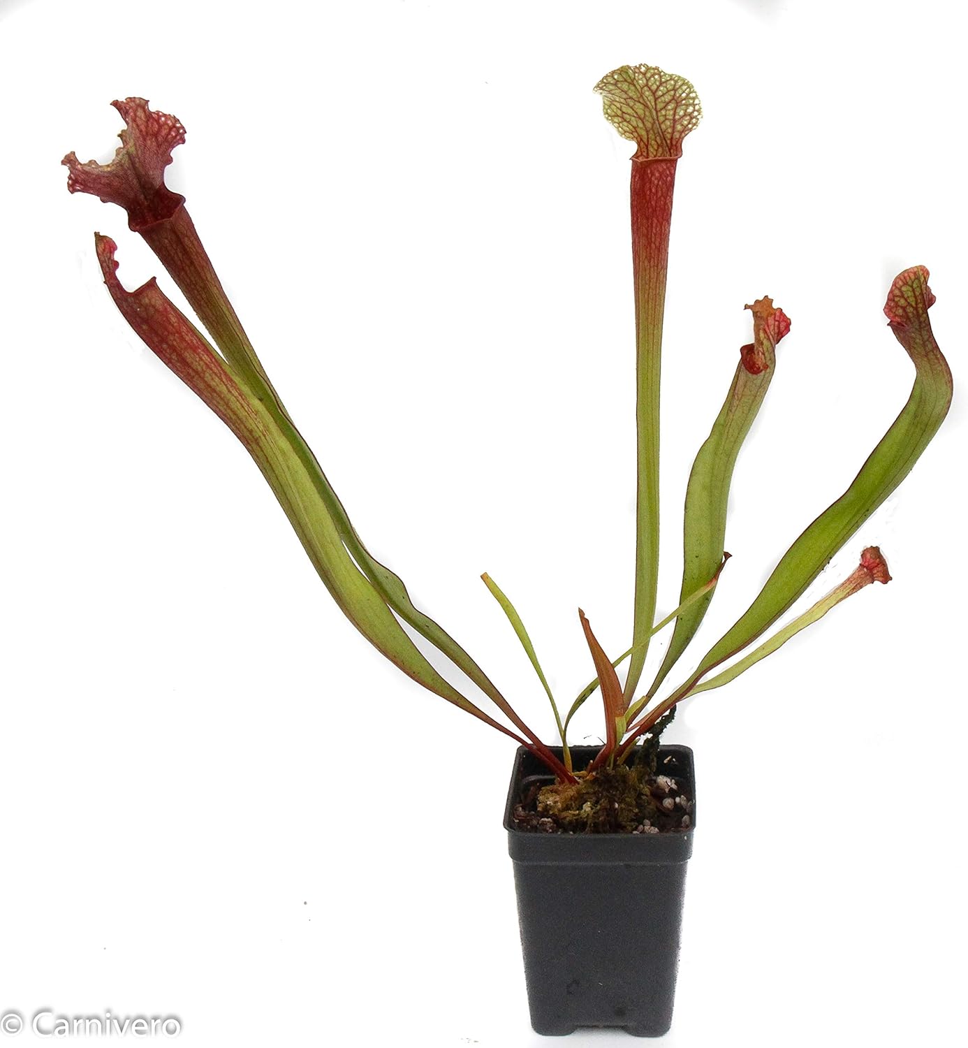Amazon.com : Pitcher Plant - Sarracenia 'Judith Hindle' - Carnivorous ...