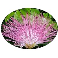 Amazon.com : SURINAM Pink Powder Puff Tree Live Plant Rose Cascade ...
