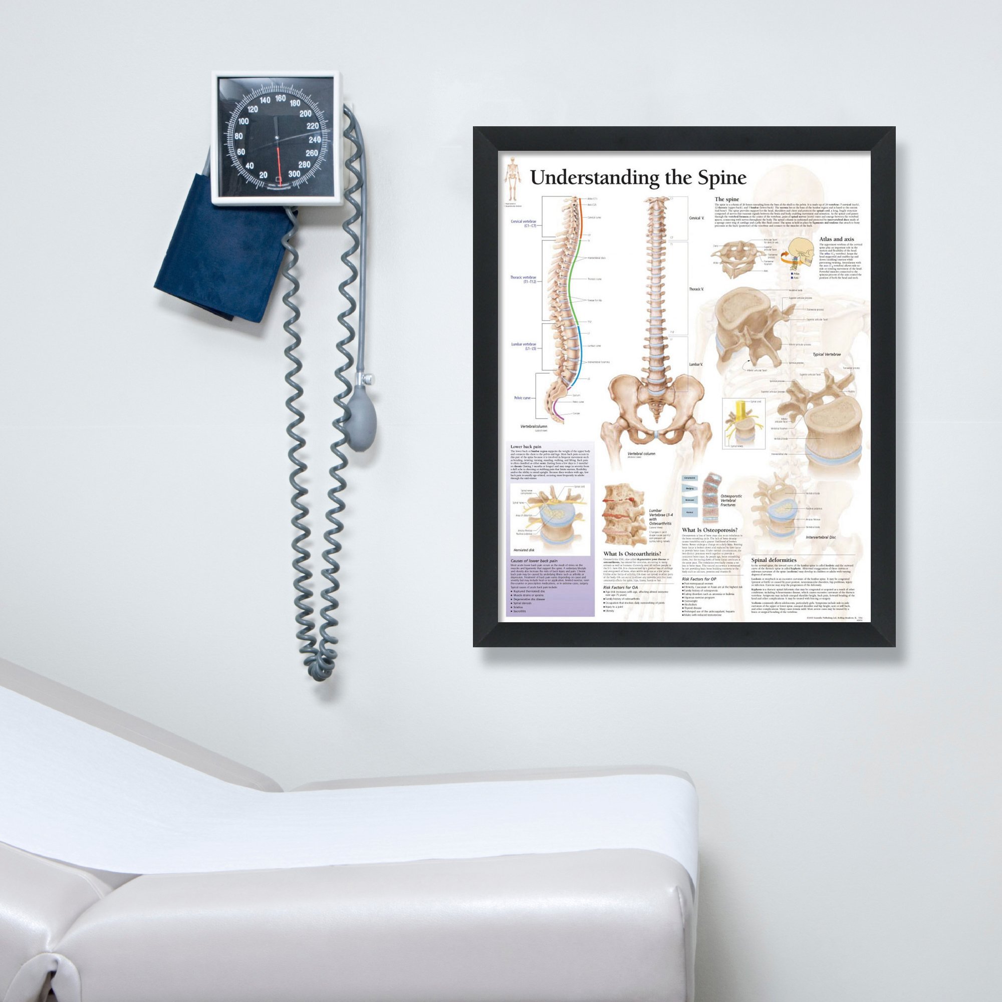 Mua Anatomical Chart Poster for The Spine, Human Body Anatomy Wall ...