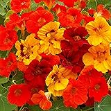 Amazon.com : Outsidepride Marigold Flower Seed Mix - 1/4 LB : Flowering ...