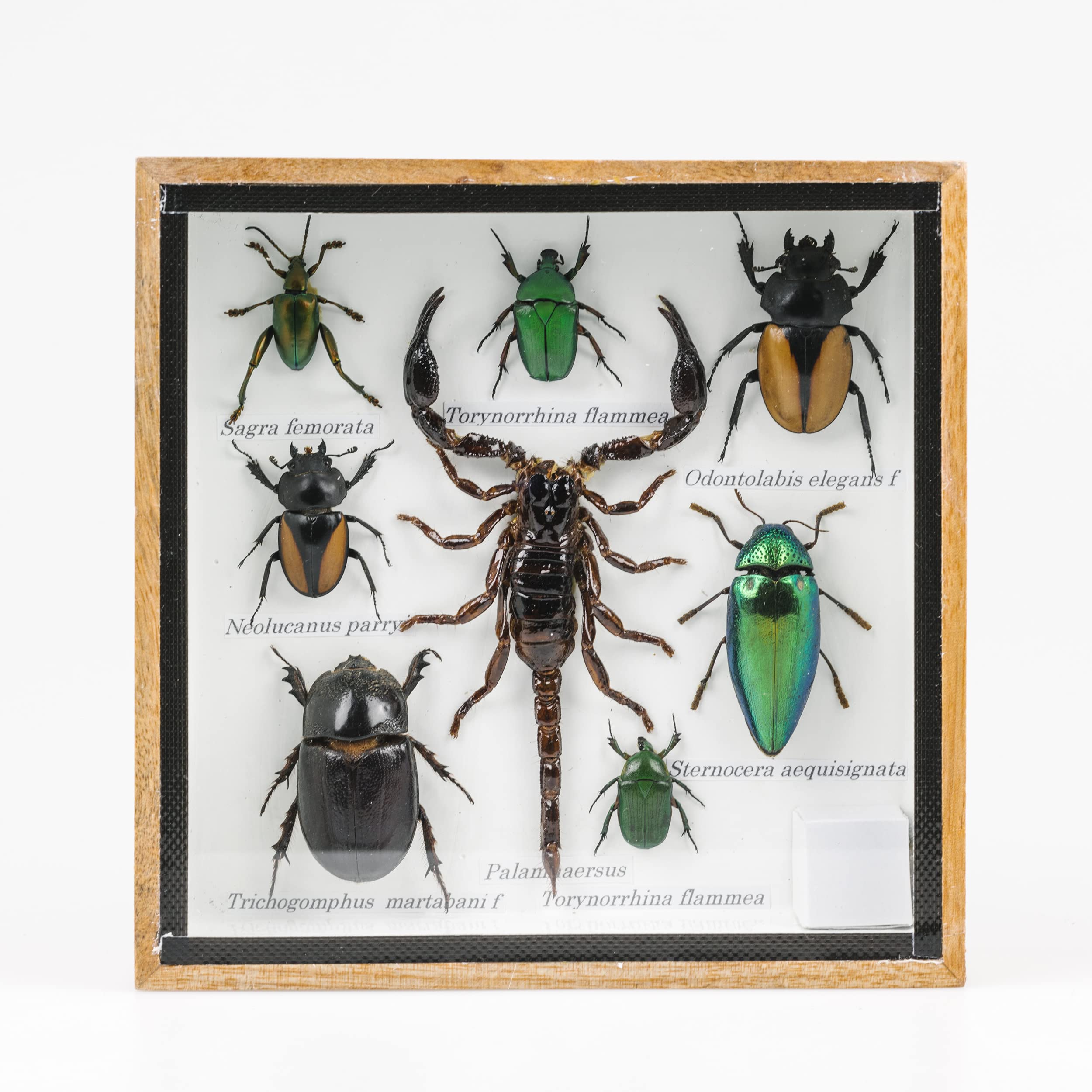Mua Uniques Addict Store Mixed 8 Real Beetles and Scorpion Insect ...
