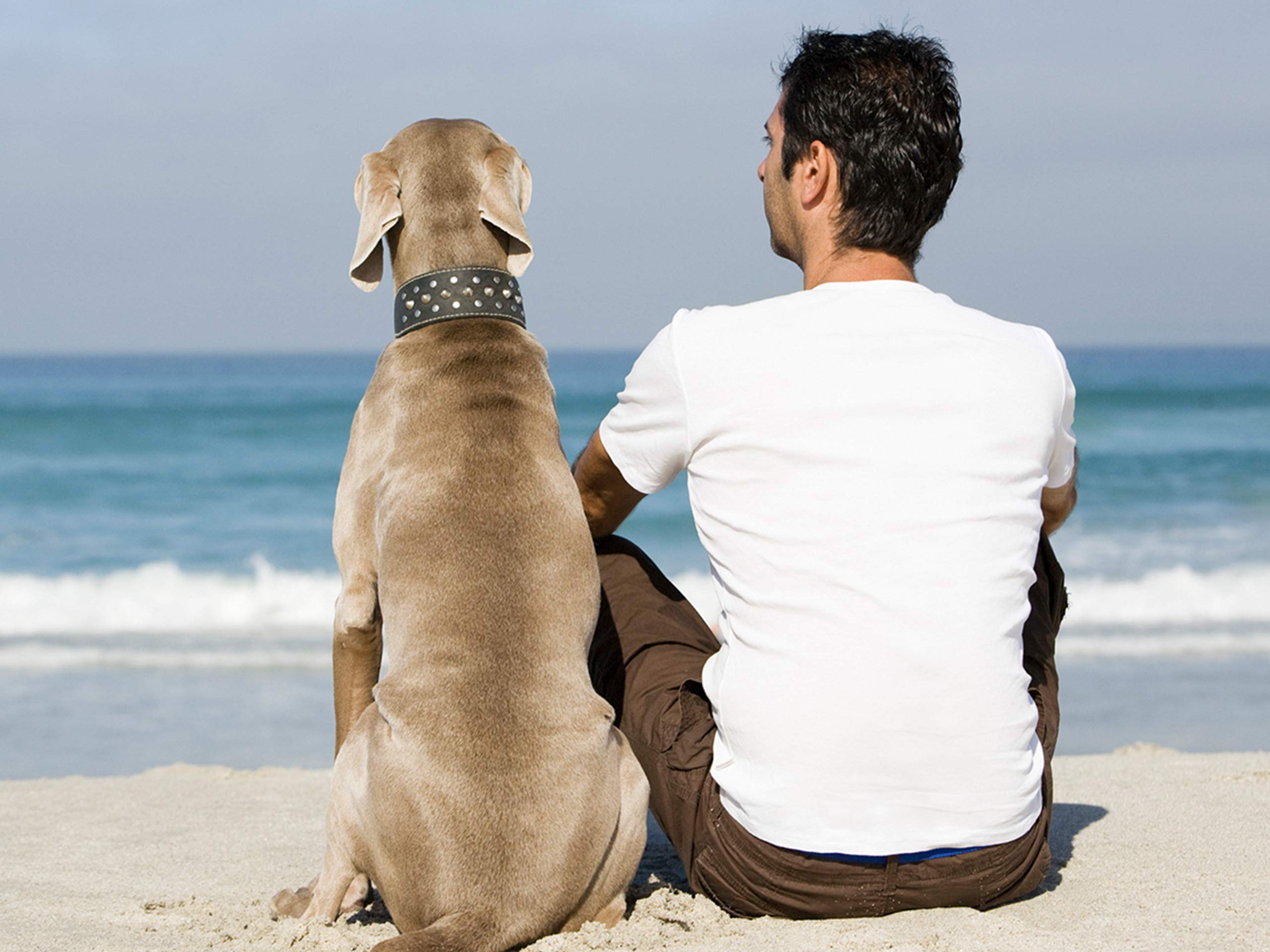 Watch Dog Training 101 | Prime Video