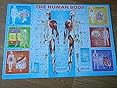 Amazon.com: EuroGraphics Human Body Jigsaw Puzzle (200-Piece) : Toys ...