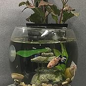 Amazon.com : Elive Betta Fish Bowl / Betta Fish Tank with Planter ...