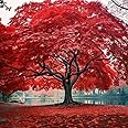 Amazon.com: Red Maple Tree - 18-24'' Tall Live Plant - Fast Growing ...