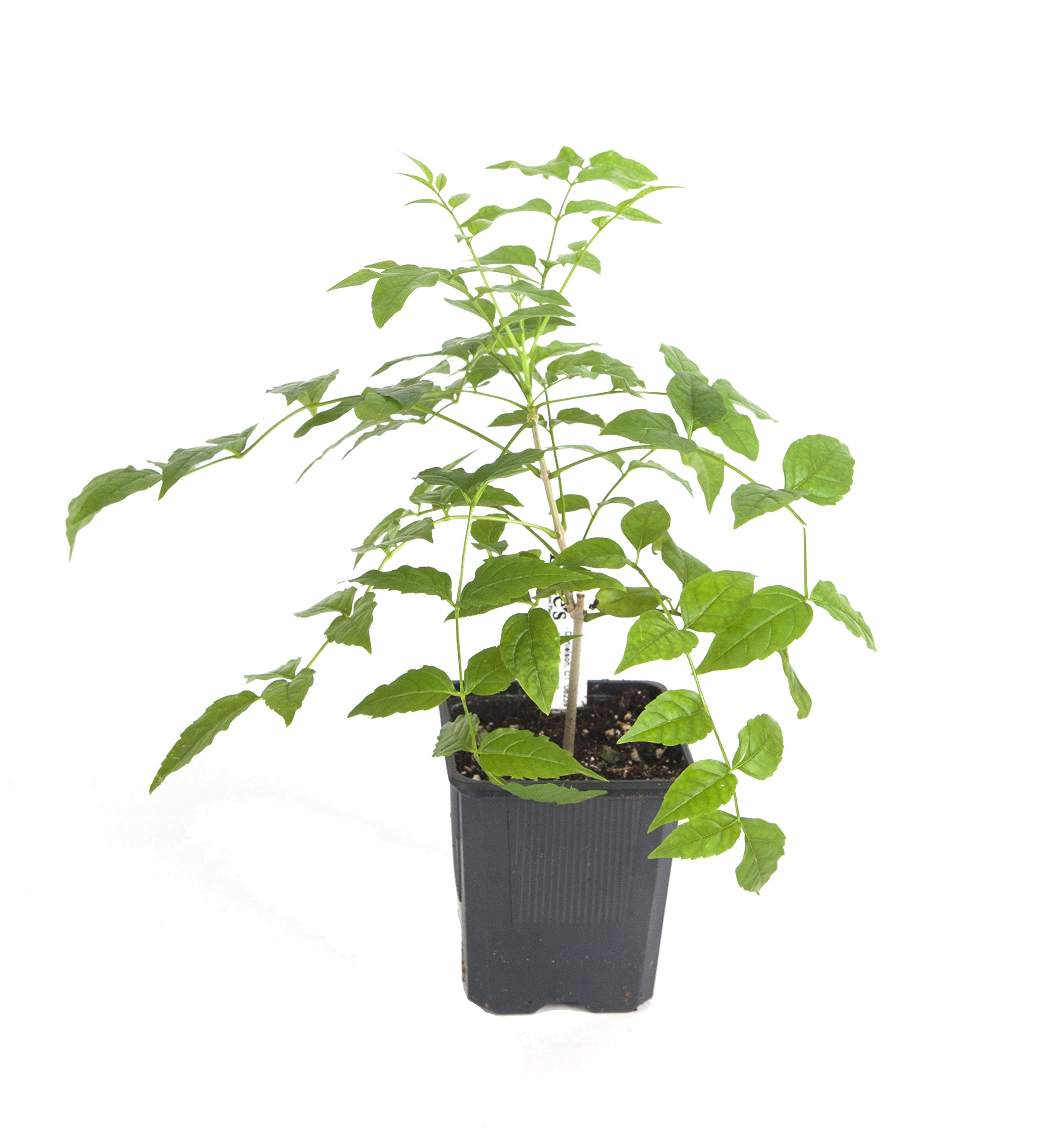 Queen Of Sheba Shrub