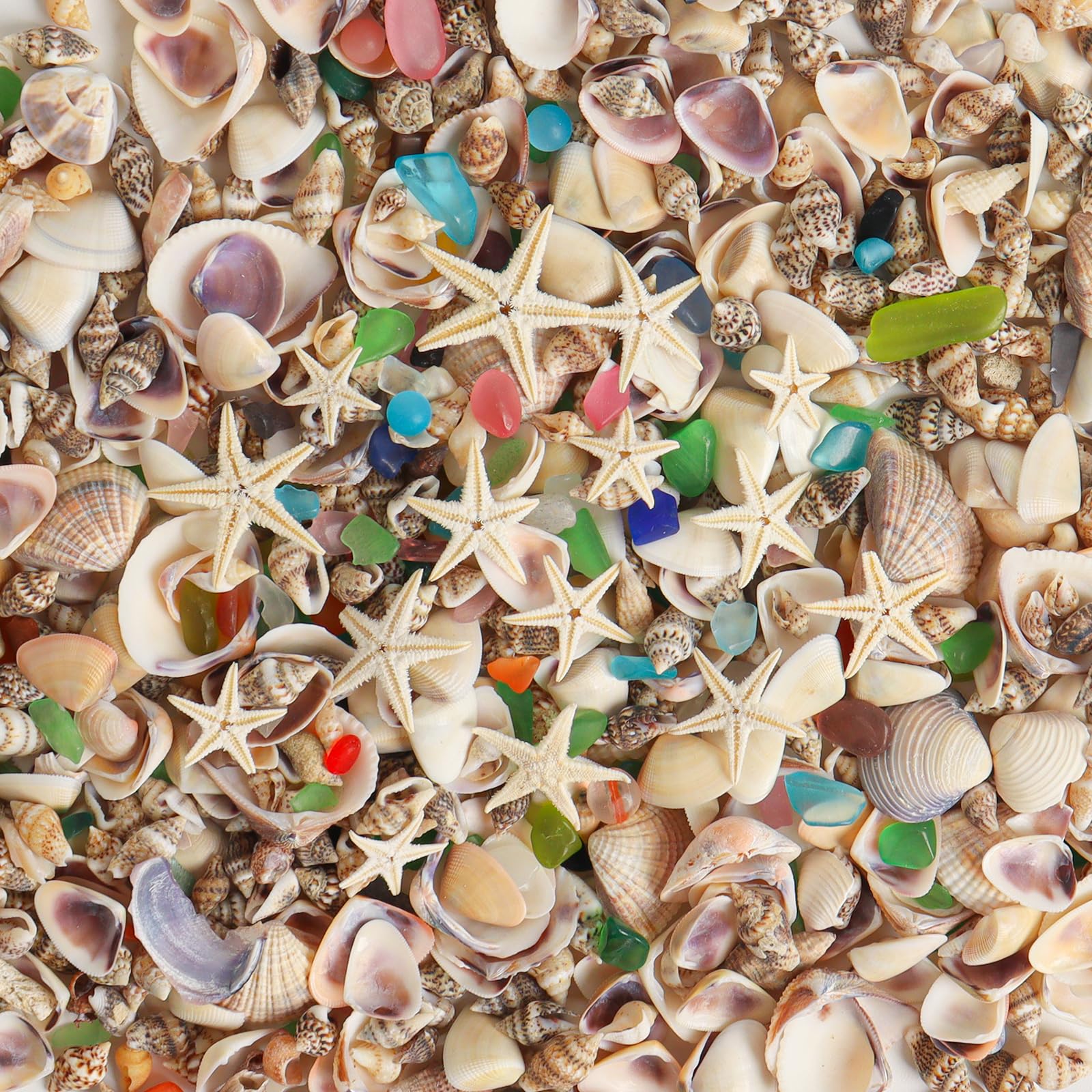 HAPYSHOOP Tiny Sea Shells for Crafting,7 Ounces Mixed Mini Seashells ...